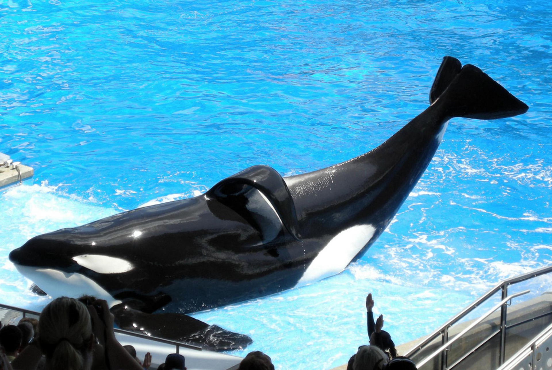 Orka Tilikum is dood, Seaworld blijft orkashows opvoeren - Zembla - BNNVARA